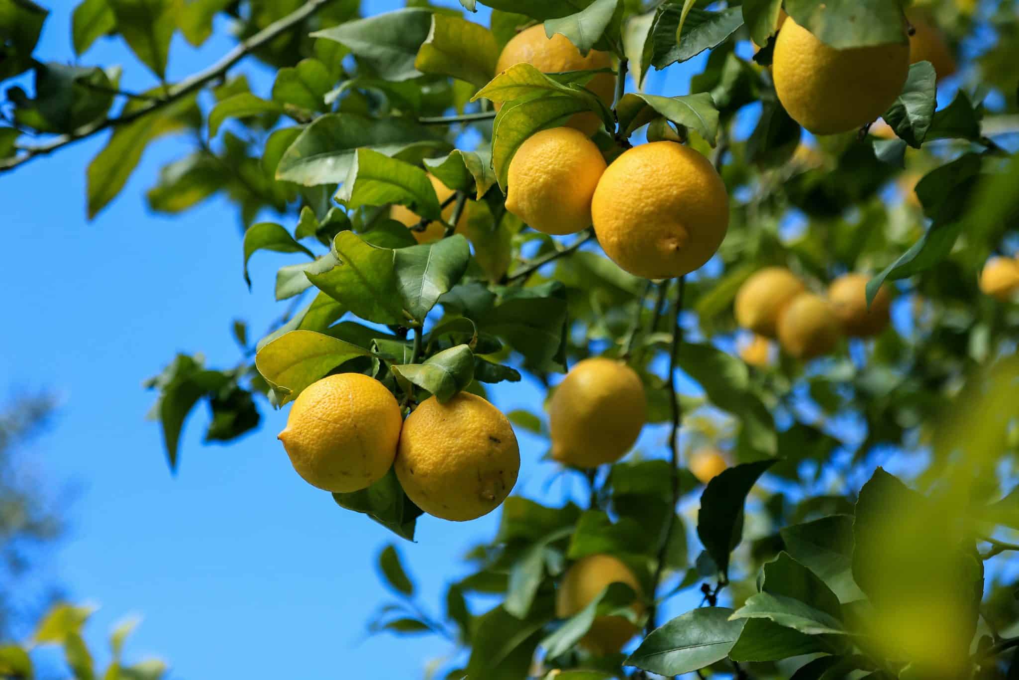 San Miguel sustainable notes issue | PAGBAM Abogados